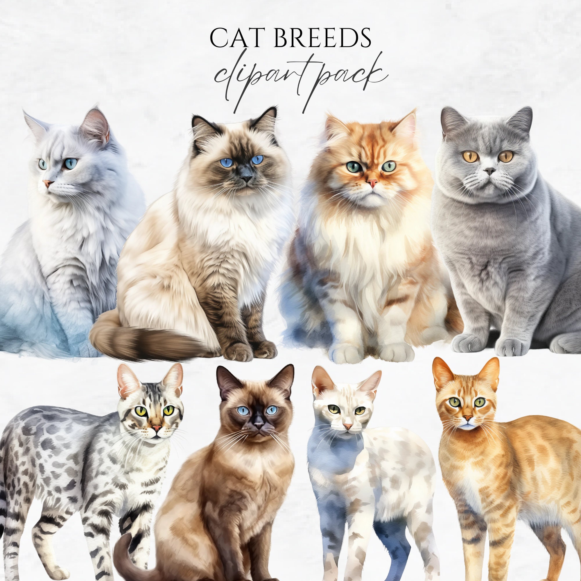 Cute Cats Clipart Cat Breeds Clipart Cats PNG Cat Portrait Clipart ...