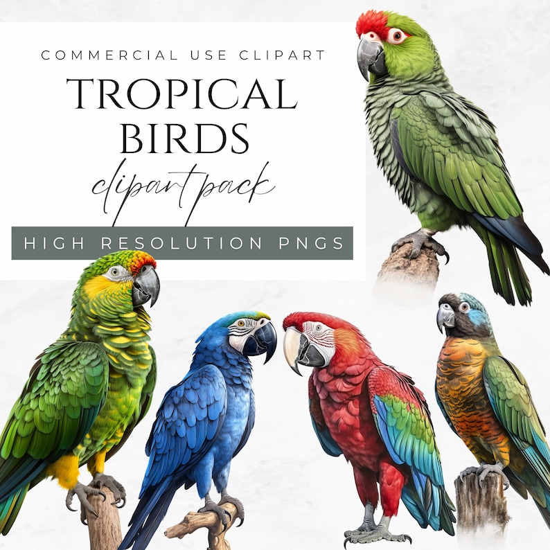 Tropical Birds Clipart Exotic Birds Clipart Colorful Birds Clipart Bird ...