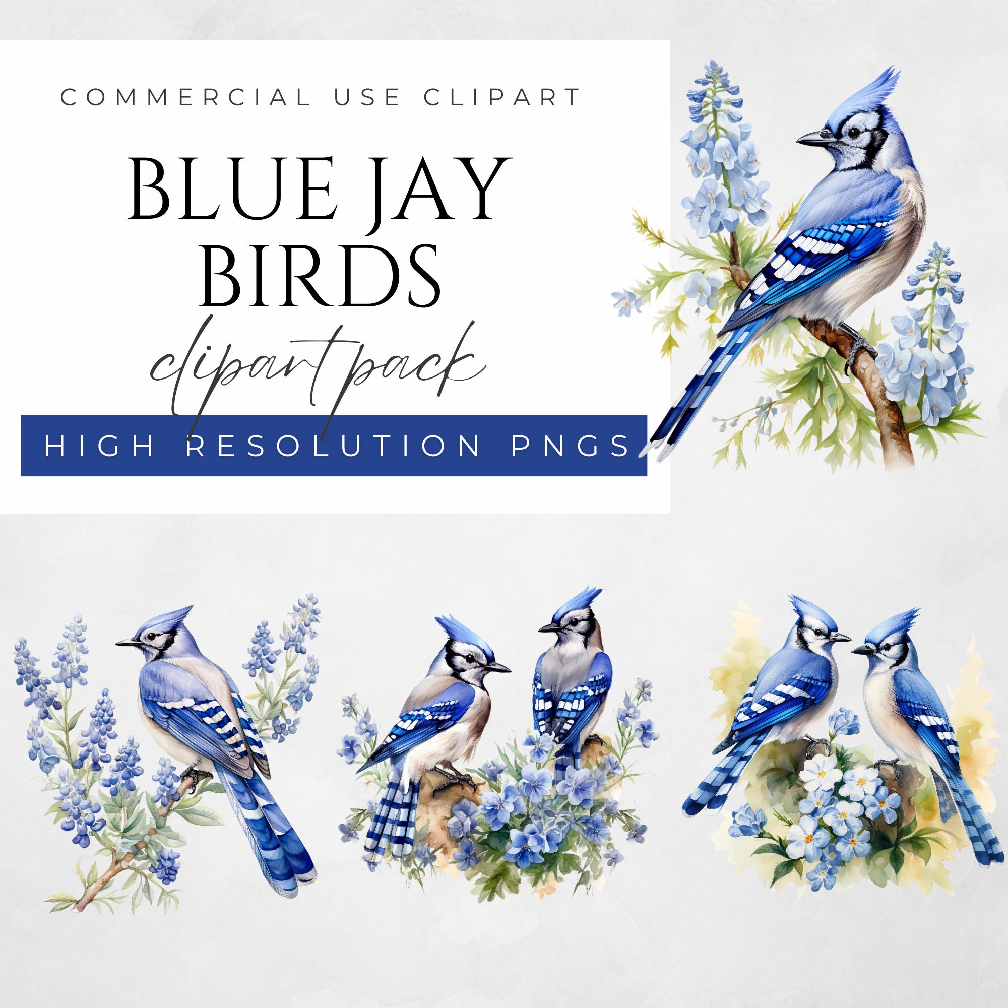 Blue Jay Birds Clipart PNG Blue Jay Bird Clipart Blue Jay PNG Texas ...