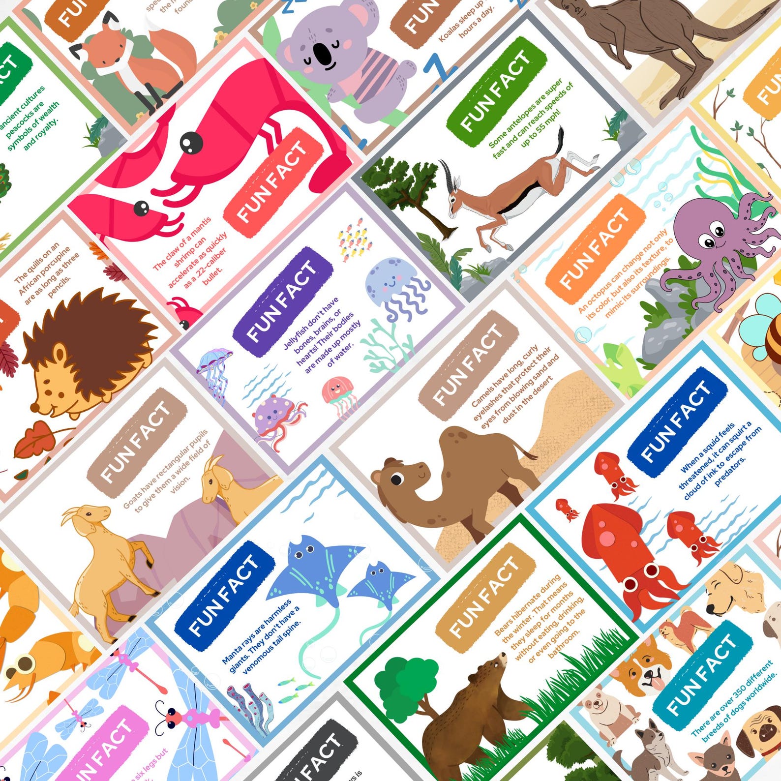 Printable Animal Themed Lunch Box Facts for Kids Fun Facts Trivia Lunch ...