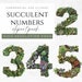 Succulent Plant Numbers Clipart Succulent Clipart Plant Numbers Floral ...