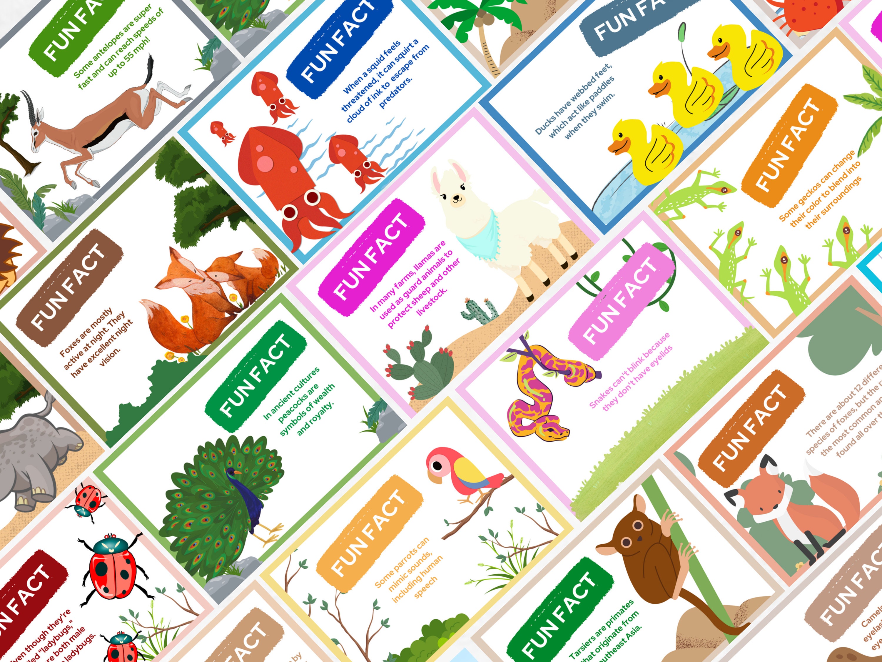 Printable Animal Themed Lunch Box Facts for Kids Fun Facts - Etsy