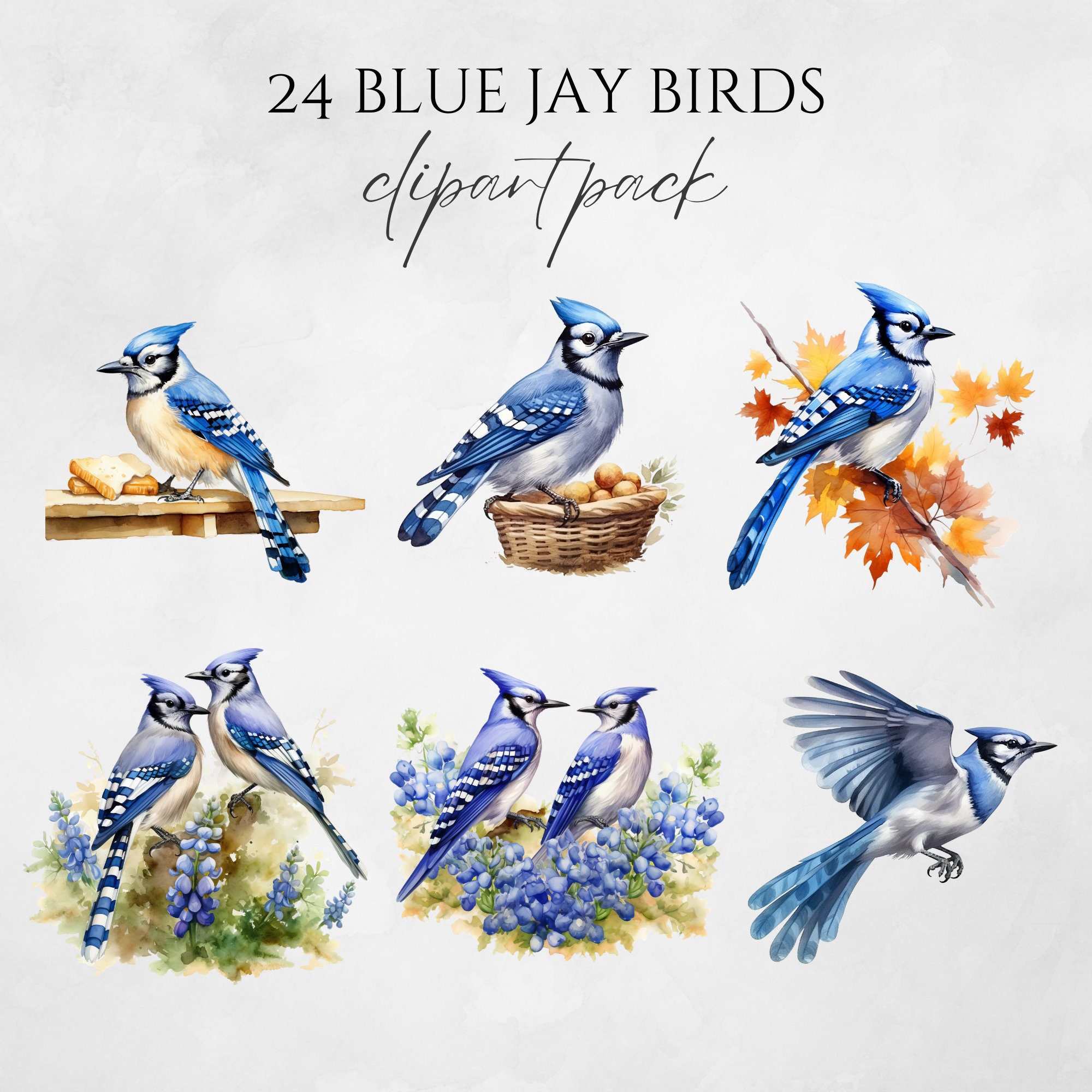 Blue Jay Birds Clipart PNG Blue Jay Bird Clipart Blue Jay PNG Texas ...