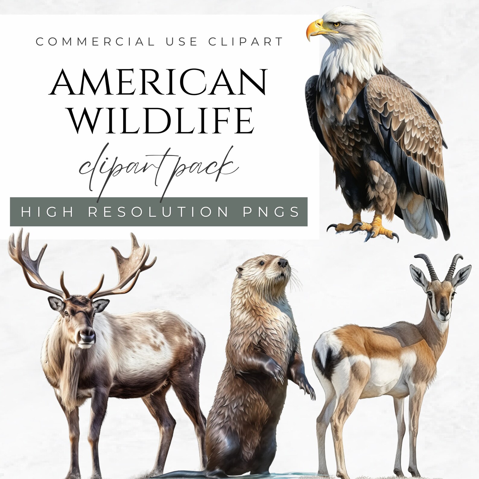 American Wildlife Animals Clipart USA Animals Clipart Wild Animals ...