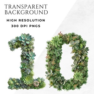 Succulent Plant Numbers Clipart Succulent Clipart Plant Numbers Floral ...