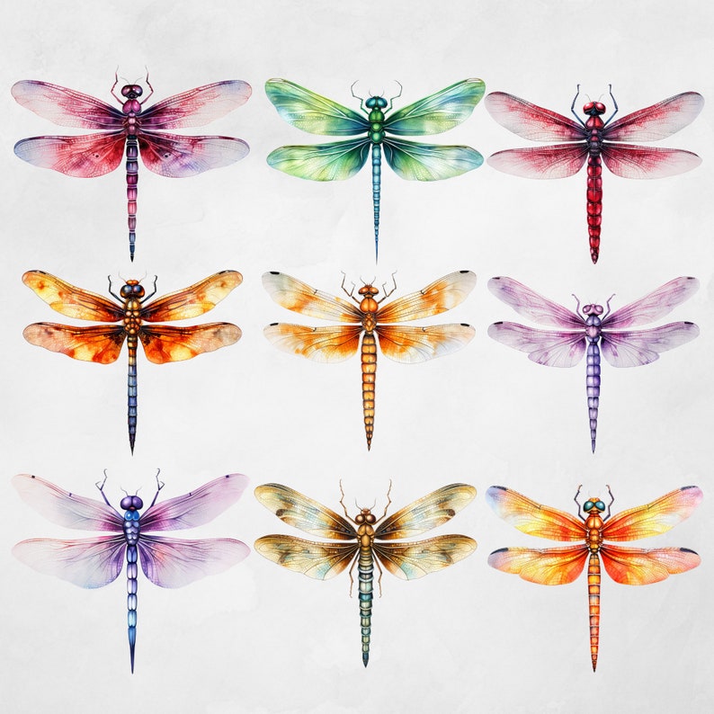 Dragonflies Clipart Dragonflies PNG Dragonfly Clipart Dragonfly Clip ...