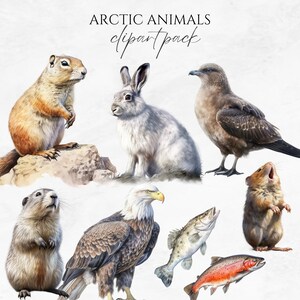 Arctic Animals Clipart Watercolor Polar Animals Clipart Winter Animals ...
