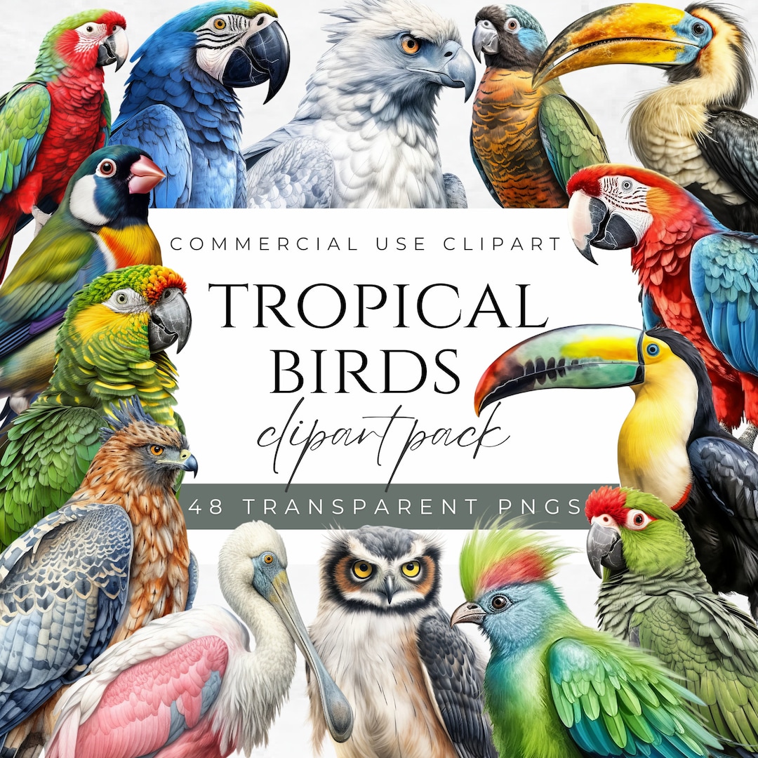 Tropical Birds Clipart Exotic Birds Clipart Colorful Birds Clipart Bird ...