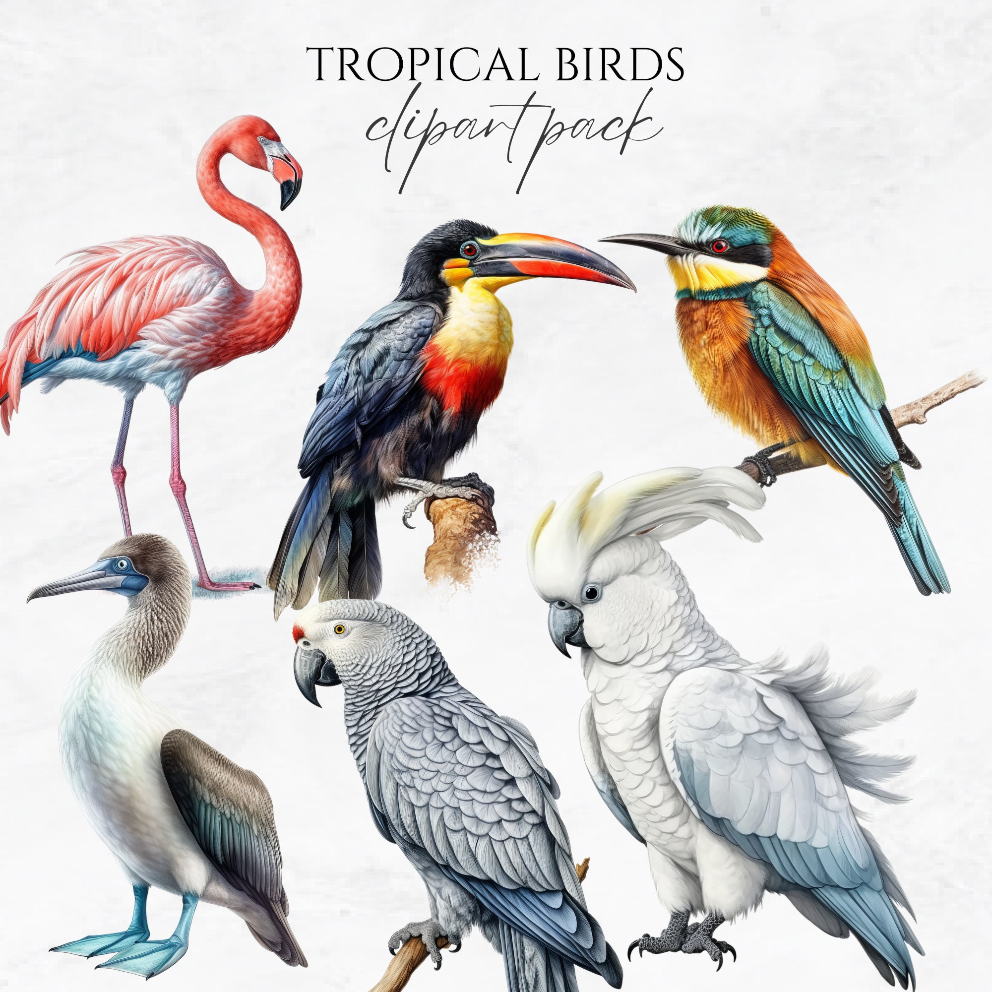 Tropical Birds Clipart Exotic Birds Clipart Colorful Birds Clipart Bird ...