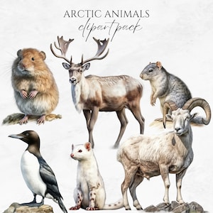 Arctic Animals Clipart Watercolor Polar Animals Clipart Winter Animals ...
