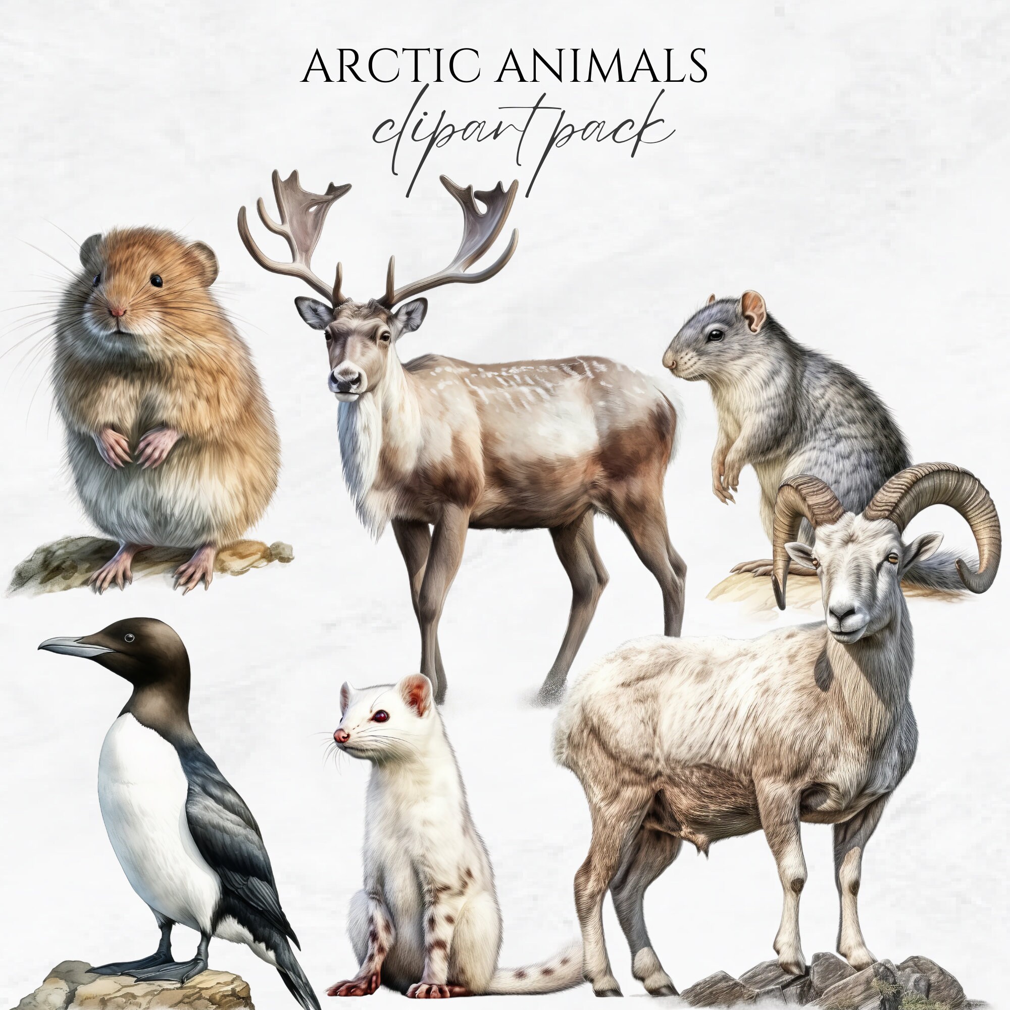 Arctic Animals Clipart Watercolor Polar Animals Clipart Winter Animals ...