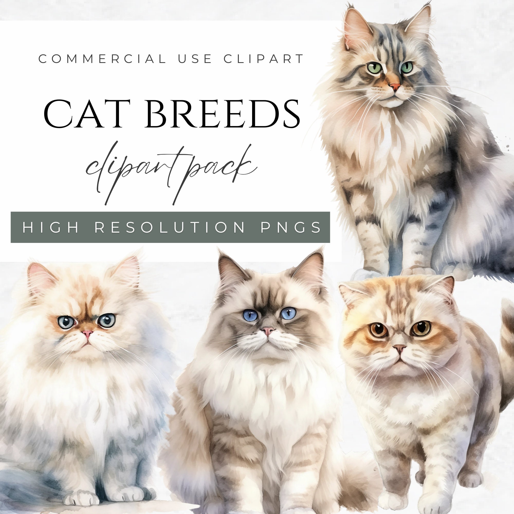 Cute Cats Clipart Cat Breeds Clipart Cats PNG Cat Portrait Clipart ...