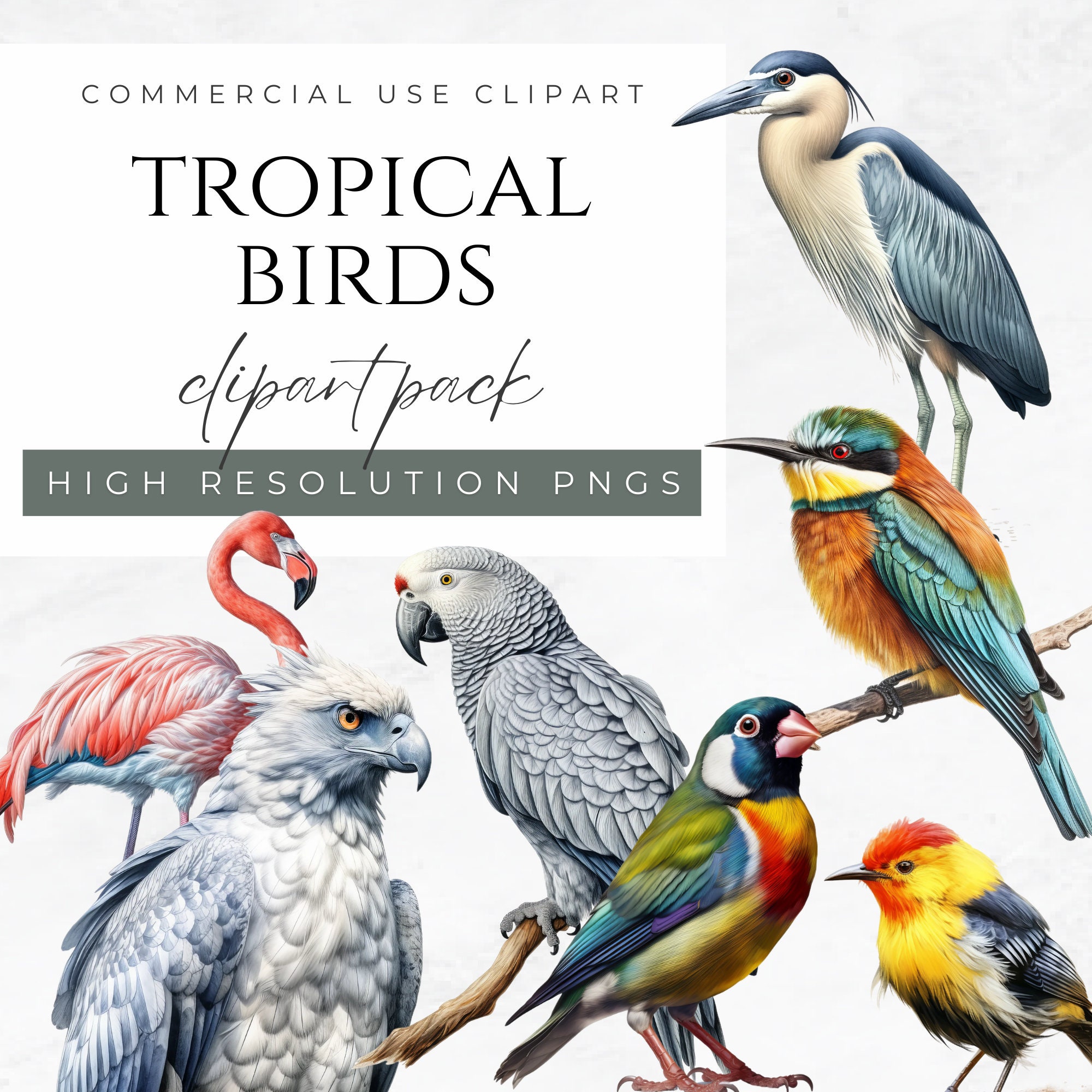 Tropical Birds Clipart Exotic Birds Clipart Colorful Birds Clipart Bird ...