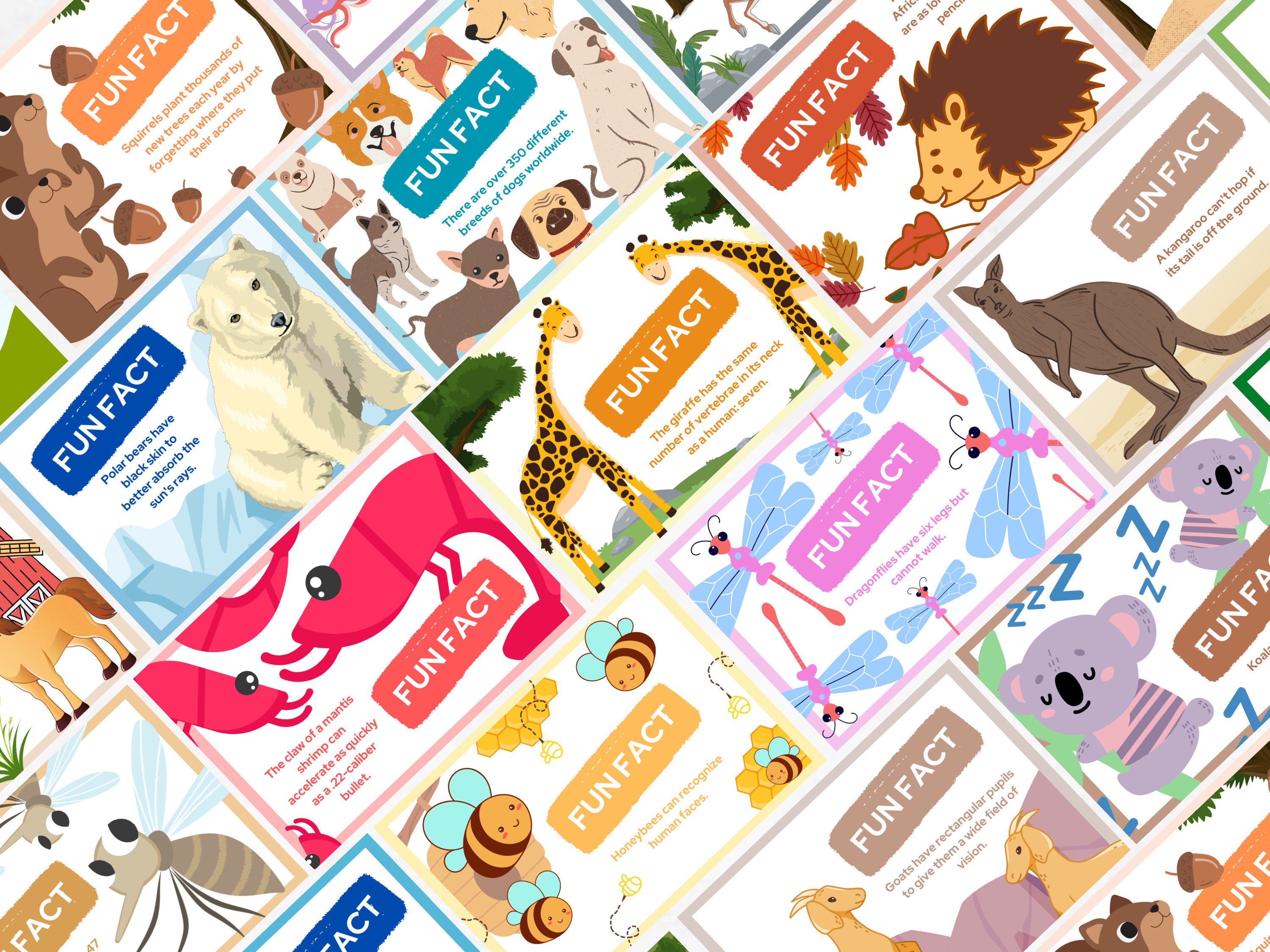 Printable Animal Themed Lunch Box Facts for Kids Fun Facts Trivia Lunch ...