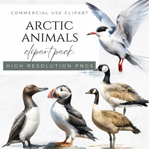 Arctic Animals Clipart Watercolor Polar Animals Clipart Winter Animals ...