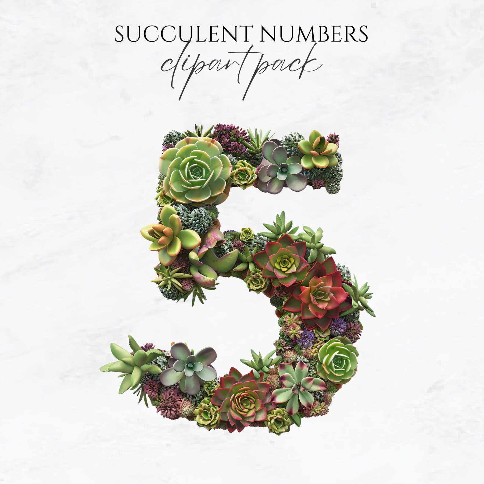 Succulent Plant Numbers Clipart Succulent Clipart Plant Numbers Floral ...