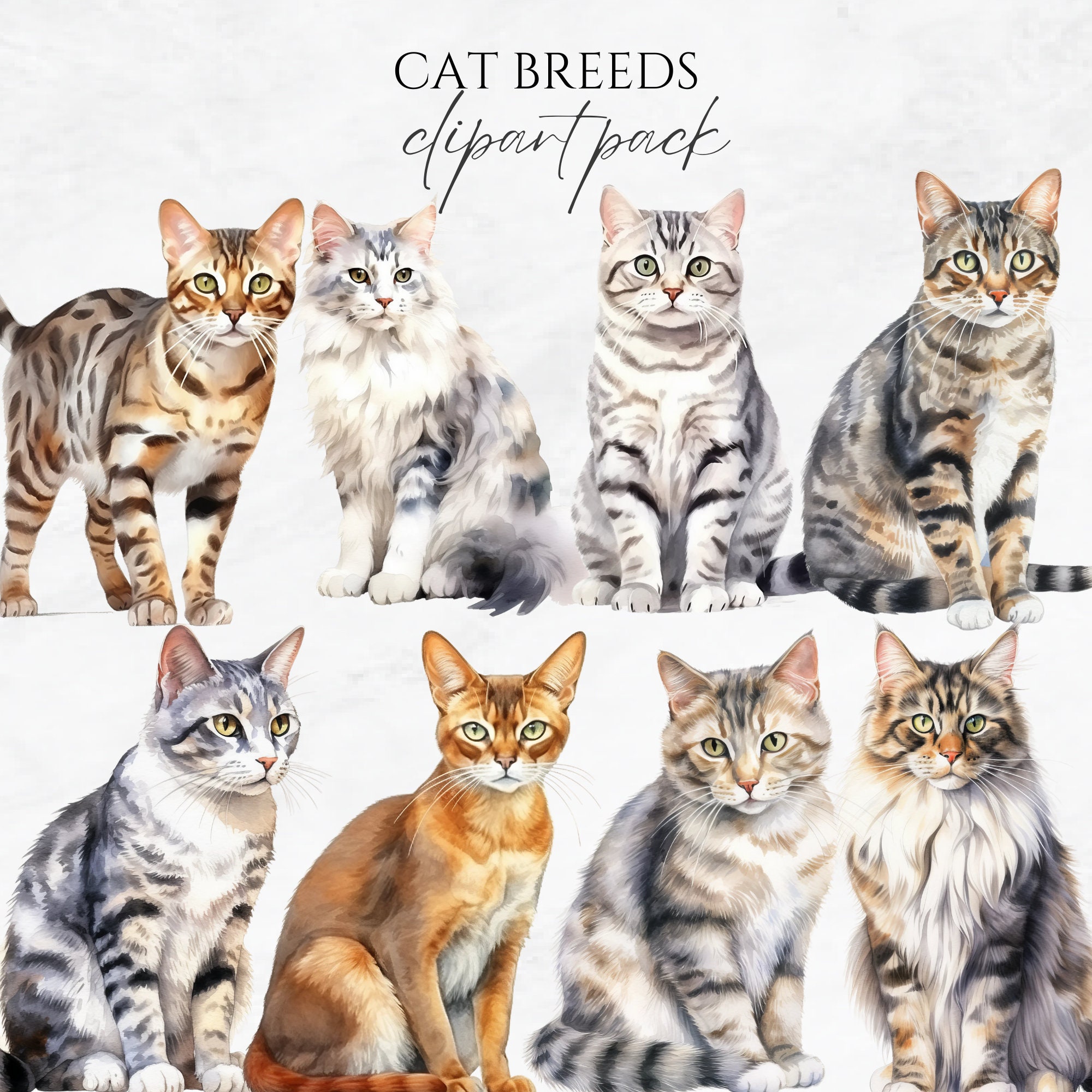 Cute Cats Clipart Cat Breeds Clipart Cats PNG Cat Portrait Clipart ...