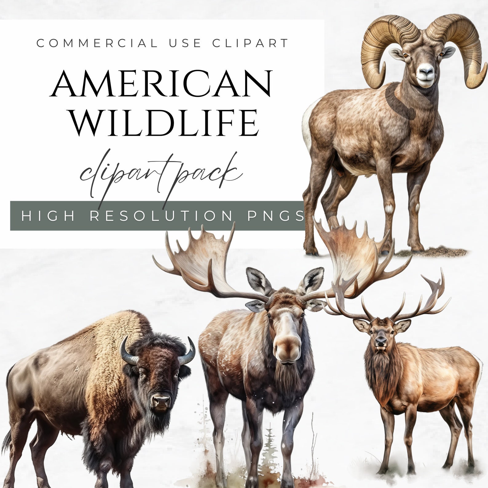 American Wildlife Animals Clipart USA Animals Clipart Wild Animals Clipart Wildlife Animals PNG ...
