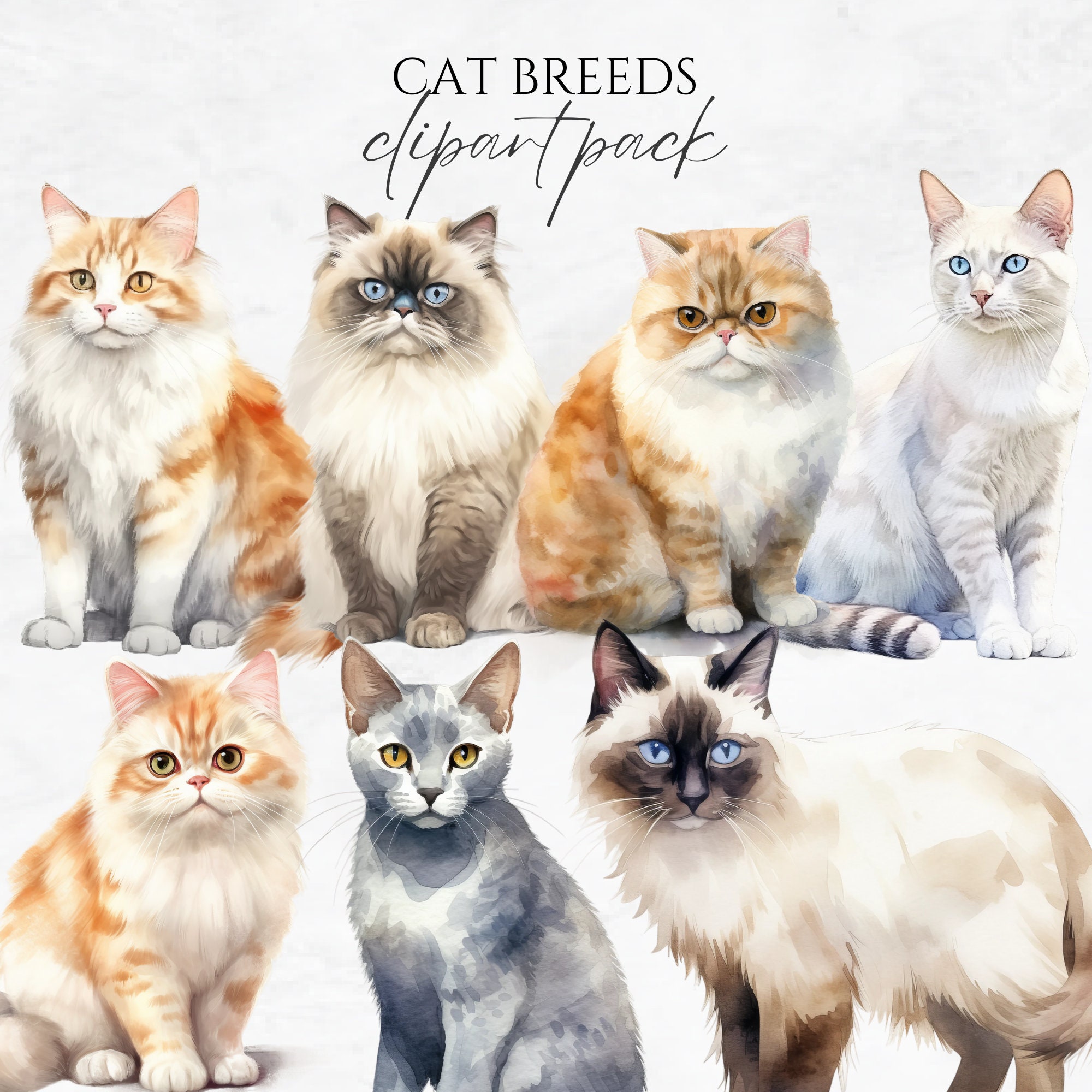 Cute Cats Clipart Cat Breeds Clipart Cats PNG Cat Portrait Clipart ...