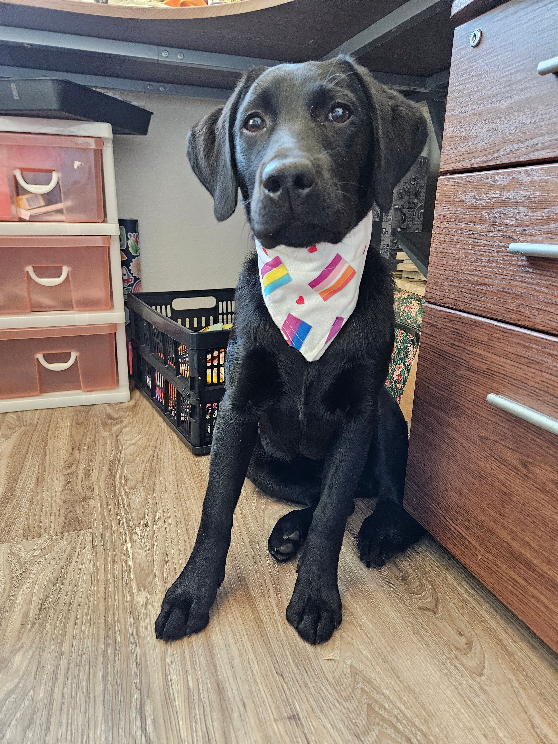 Pride Flag Medium Dog Bandana - Etsy
