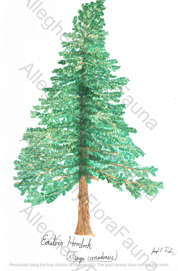 Western Hemlock Tree Drawing
