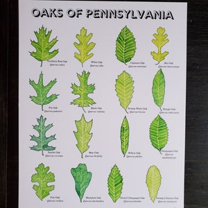 Oaks of Pennsylvania 8.5x11" Watercolor Print - Etsy