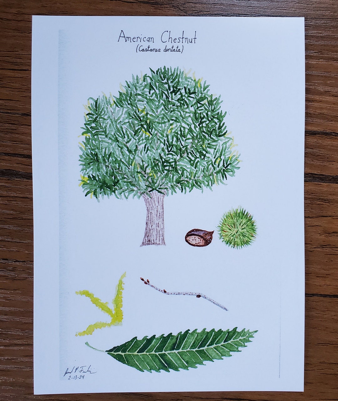 American Chestnut Tree Watercolor 5x7" Print - Etsy