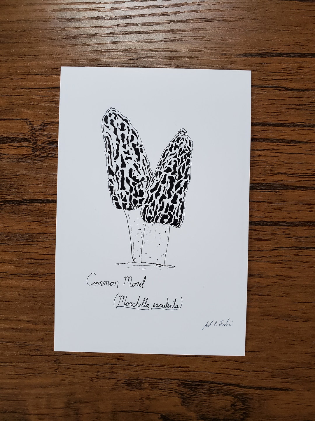 Morel Ink Print - Etsy