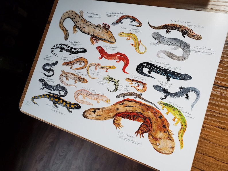 Salamanders of Pennsylvania 8.5x11" Watercolor Print - Etsy