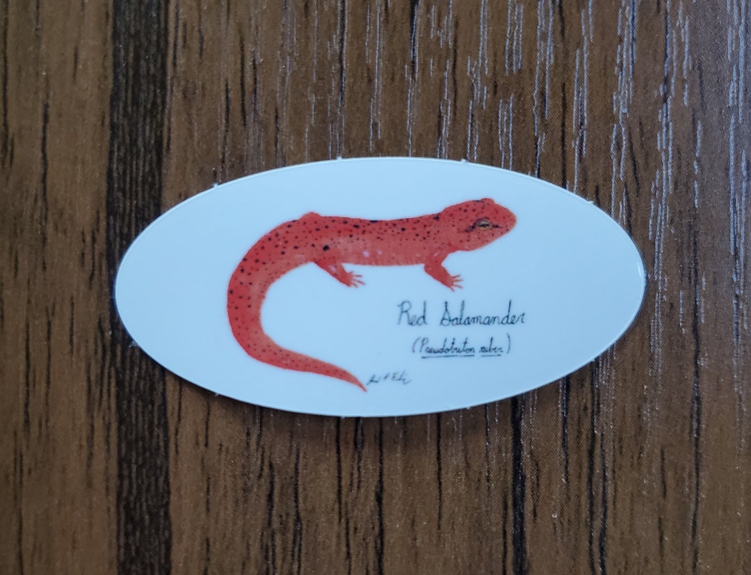 Red Salamander 2x1" Vinyl Glossy Sticker - Etsy
