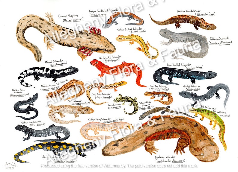 Salamanders of Pennsylvania 8.5x11" Watercolor Print - Etsy