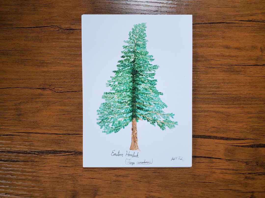 Eastern Hemlock Watercolor 5x7" Print - Etsy