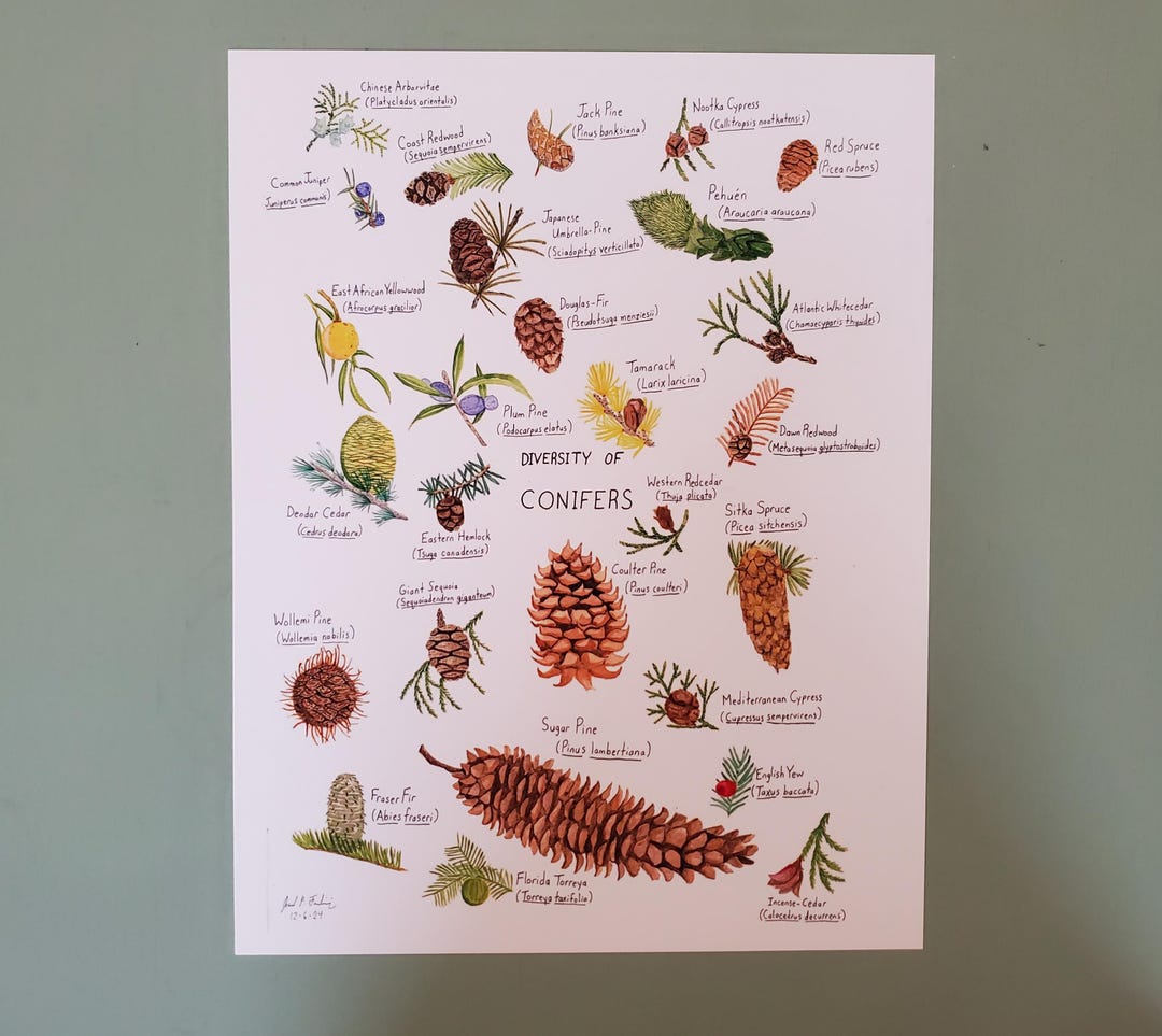 Diversity of Conifers 8.5" X 11" Watercolor Print - Etsy