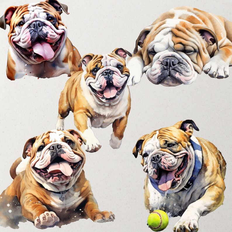 Vibrant Bulldog Clipart: 10 Pngs, Transparent, Instant Use & Download ...