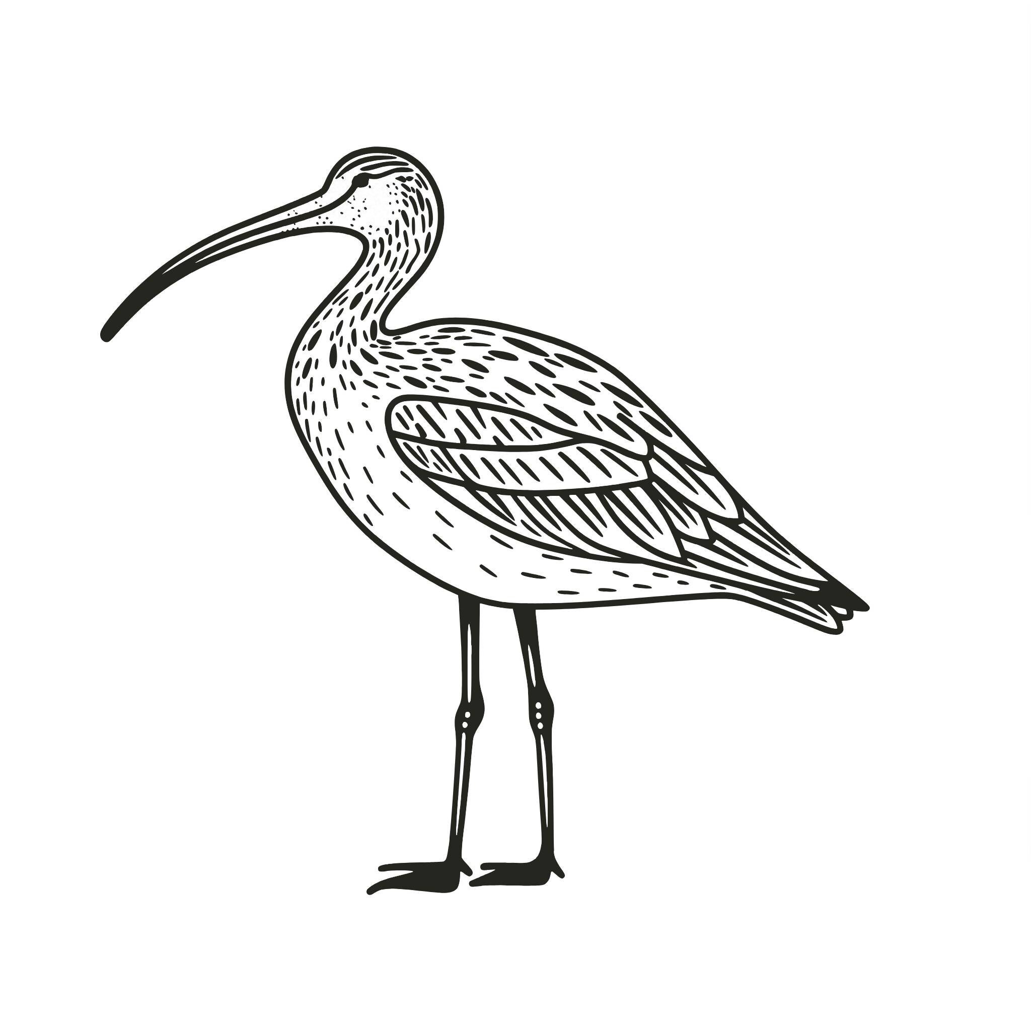 21 Birds Clipart - PNG & SVG Formats - Etsy