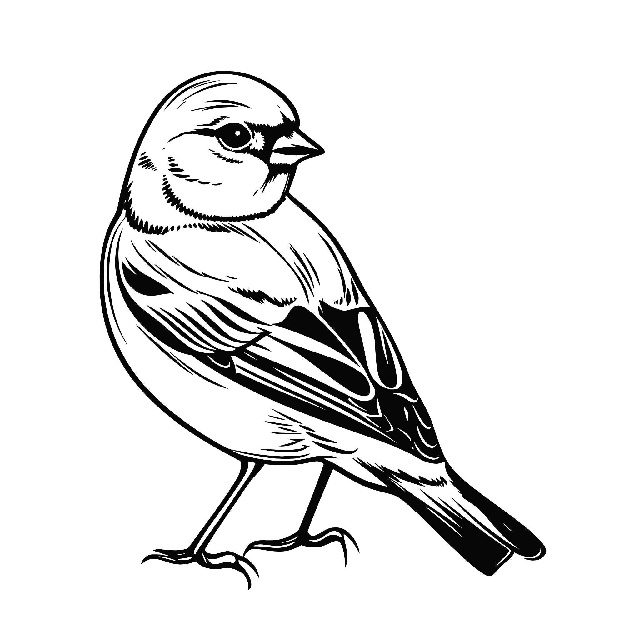 21 Birds Clipart - PNG & SVG Formats - Etsy