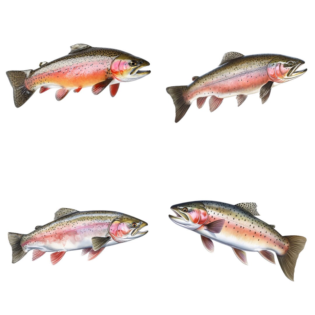 Rainbow Trout Clipart Pack, Commercial Use, Transparent Pngs, Lake Fish ...