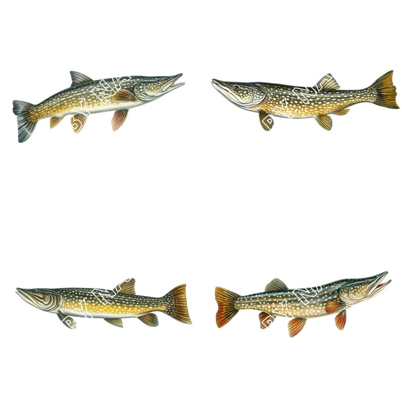 Pike Fish Clipart, Commercial Use Transparent Pngs Lake Fish Freshwater ...