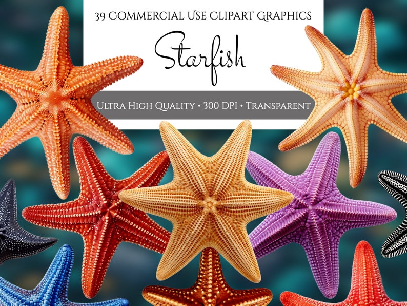 Starfish Clipart Pack Commercial Use Transparent Pngs Ocean - Etsy