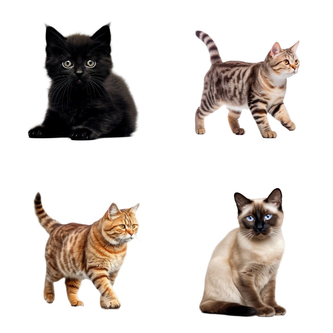 Cats and Kittens Clipart Pack, Clipart for Commercial Use, Transparent ...