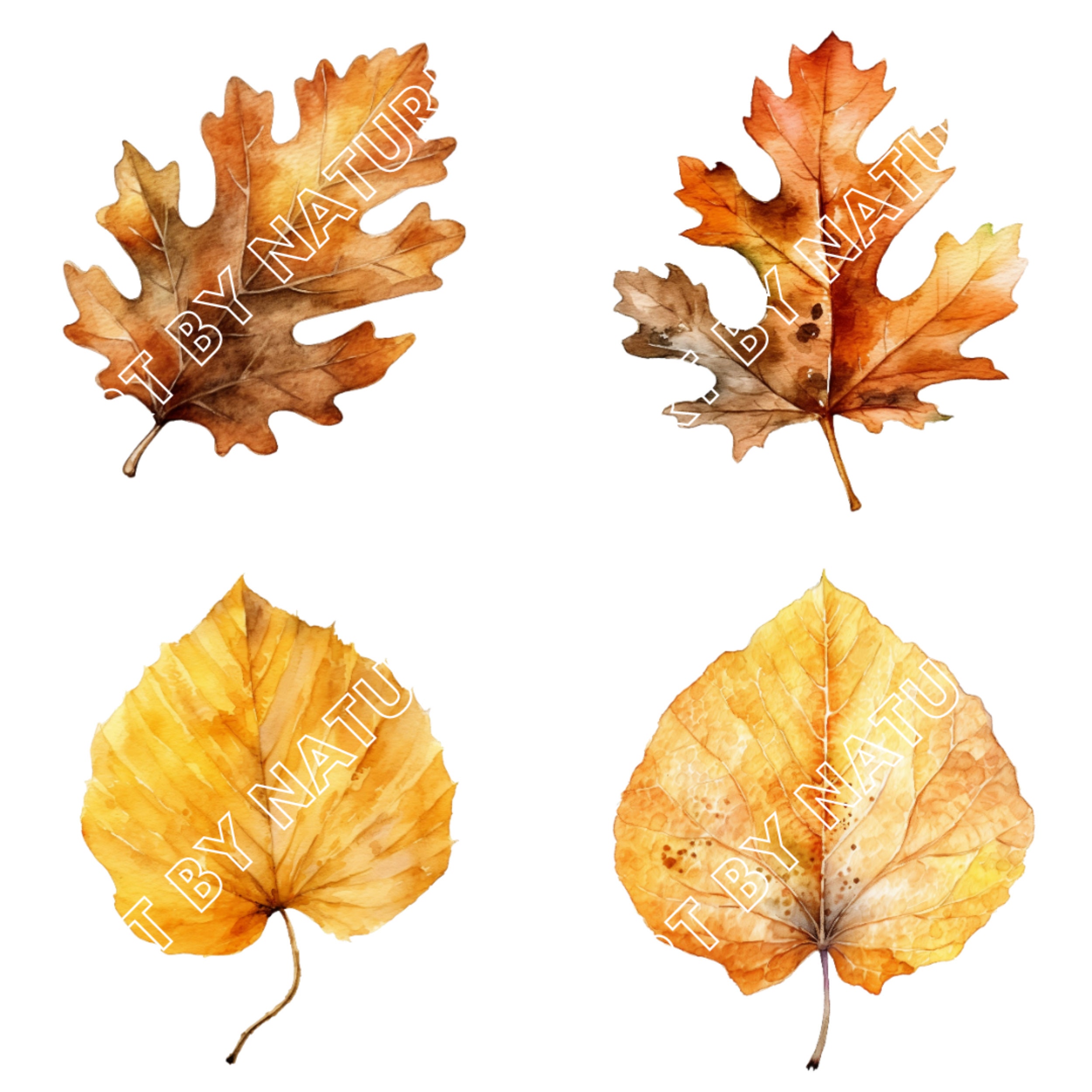 20 Watercolor Fall Leaves Clipart, Autumn Clipart, Fall PNG Clipart ...