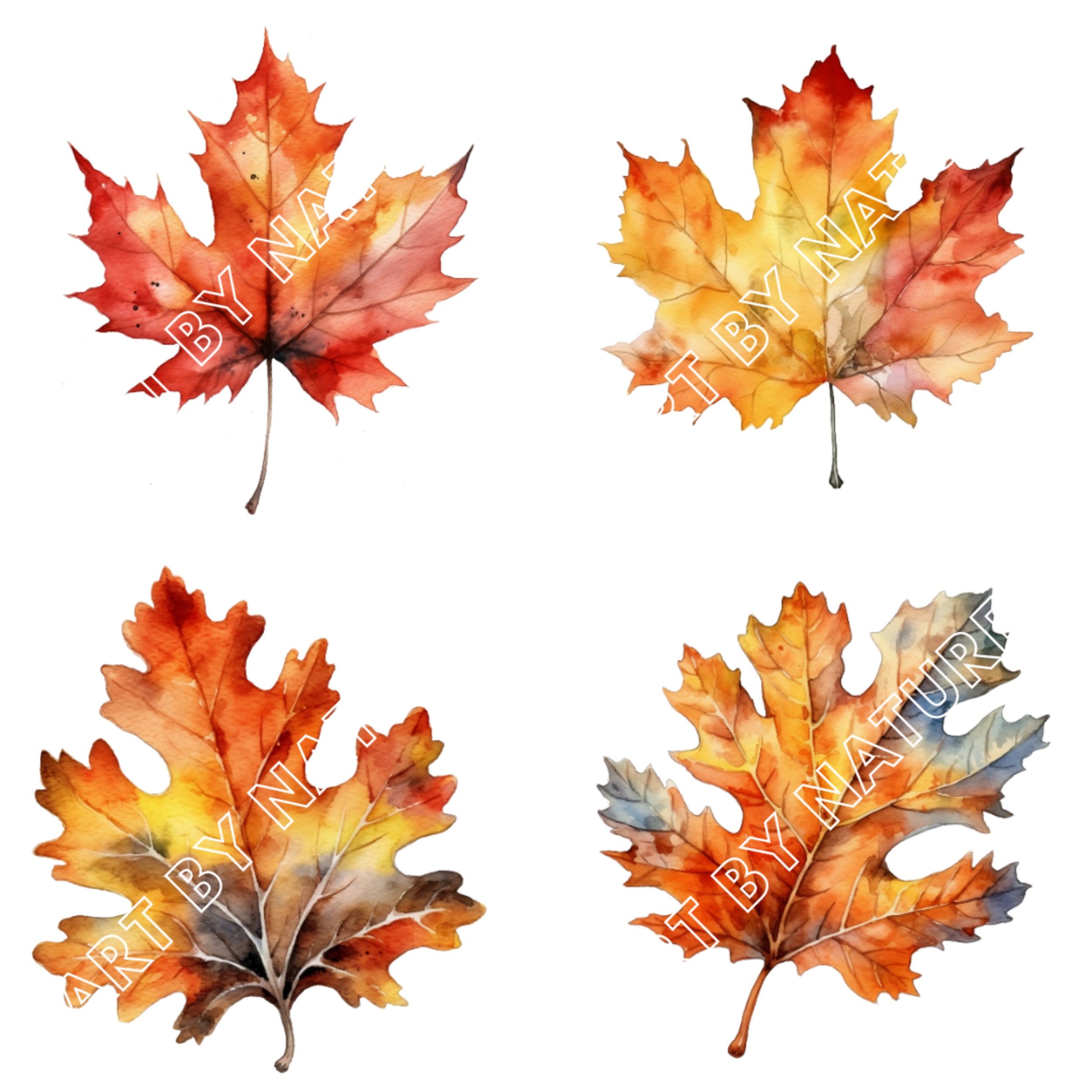 20 Watercolor Fall Leaves Clipart, Autumn Clipart, Fall PNG Clipart ...
