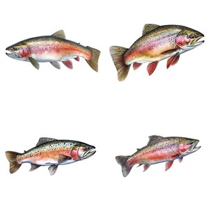 Rainbow Trout Clipart Pack, Commercial Use, Transparent Pngs, Lake Fish ...