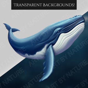 Whales Clipart Pack, Clipart Graphics for Commercial Use, Transparent ...