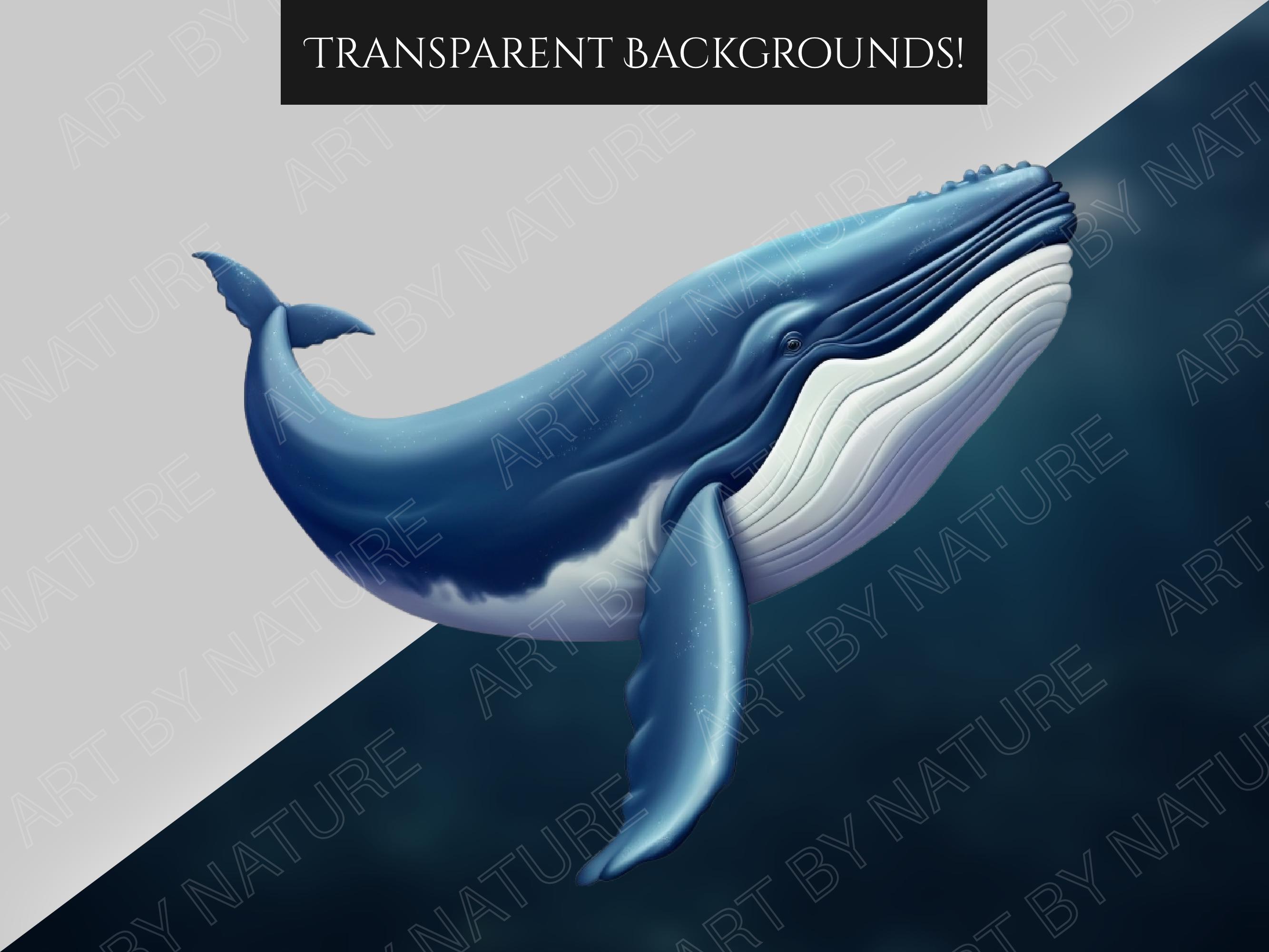 Whales Clipart Pack, Clipart Graphics for Commercial Use, Transparent ...
