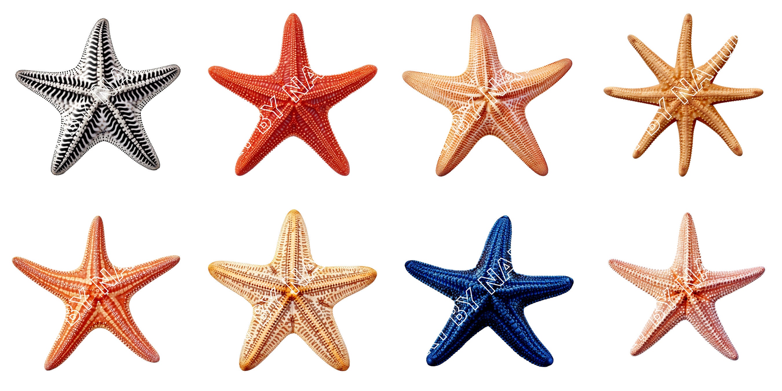 Starfish Clipart Pack, Commercial Use, Transparent Pngs, Ocean Life ...