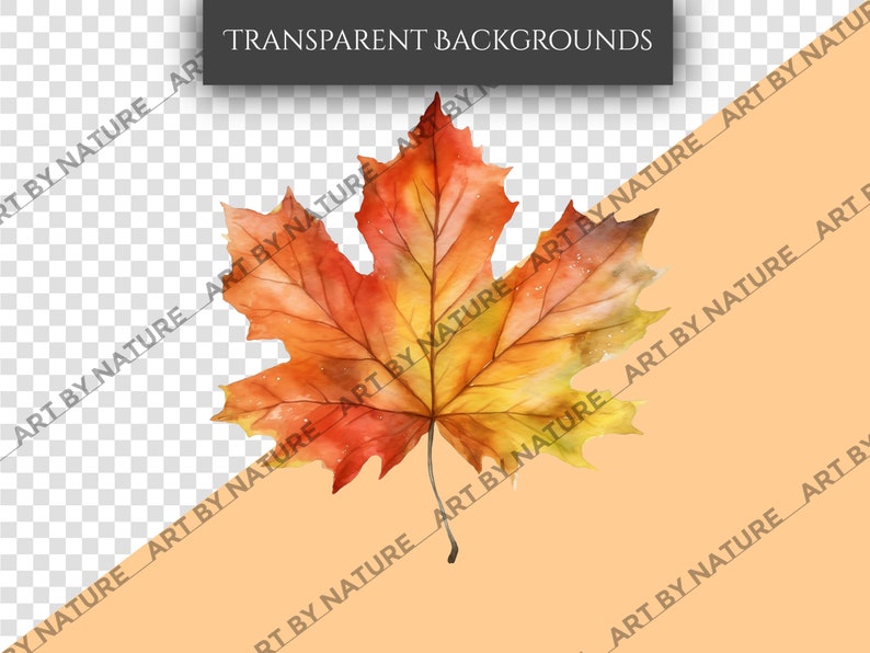 20 Watercolor Fall Leaves Clipart, Autumn Clipart, Fall PNG Clipart ...
