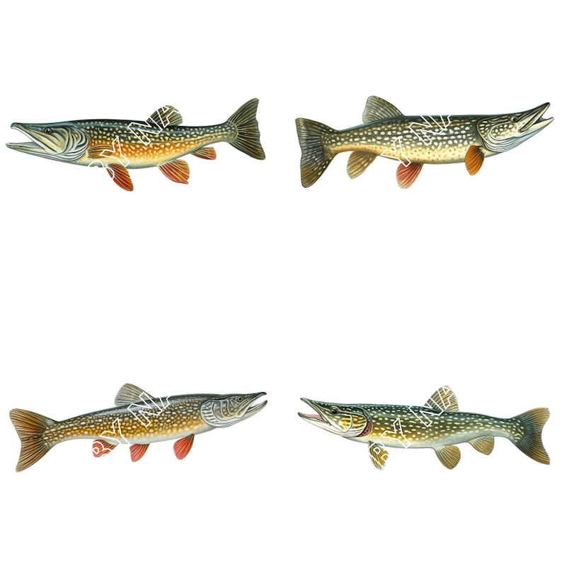 Pike Fish Clipart, Commercial Use Transparent Pngs Lake Fish Freshwater ...