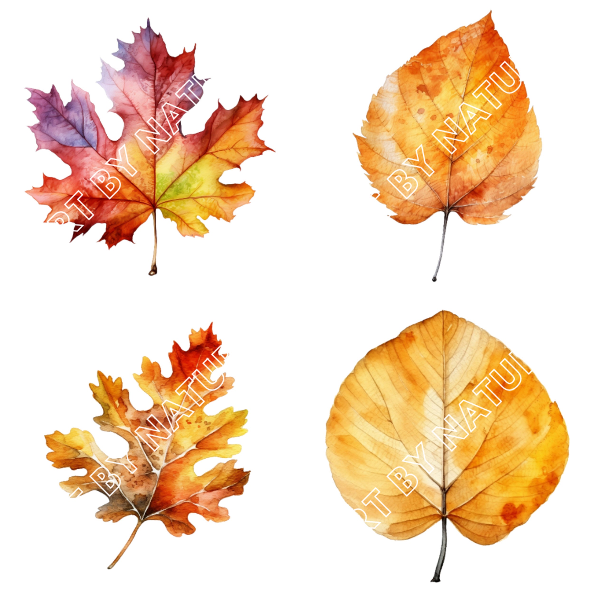 20 Watercolor Fall Leaves Clipart, Autumn Clipart, Fall PNG Clipart ...