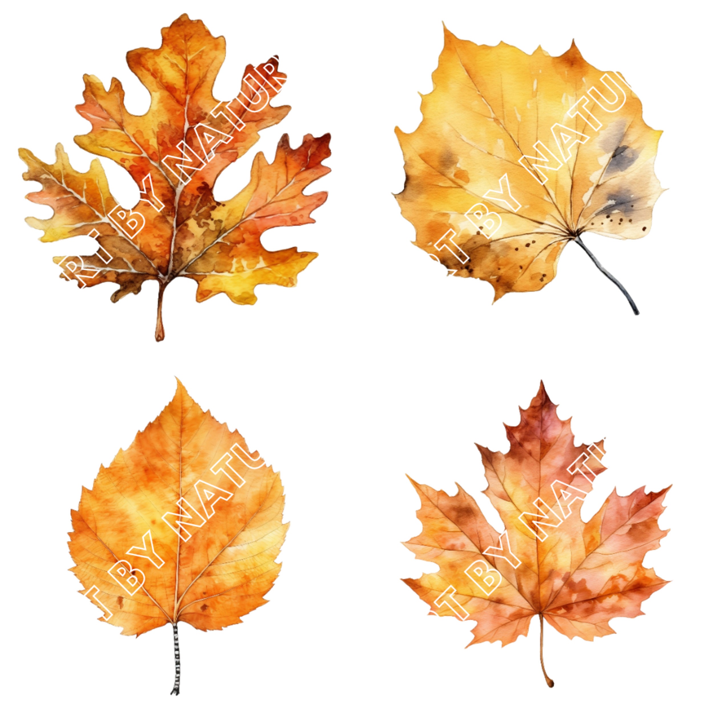 20 Watercolor Fall Leaves Clipart, Autumn Clipart, Fall PNG Clipart ...